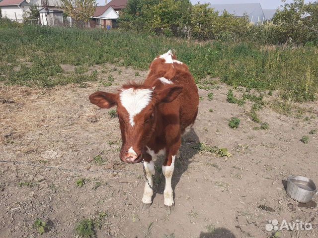 Корова, телочка