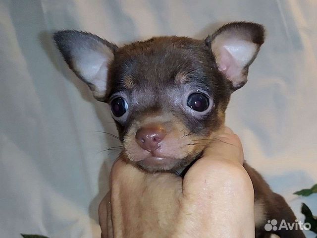 Милые тойчики