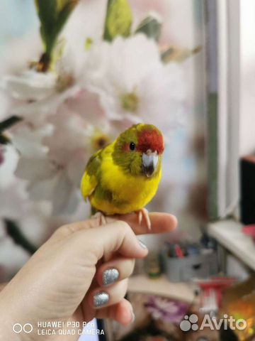 Попугай какарик