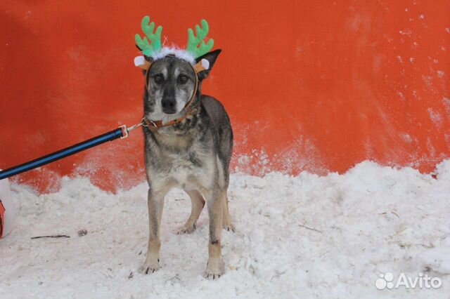 Кристофер в поисках дома