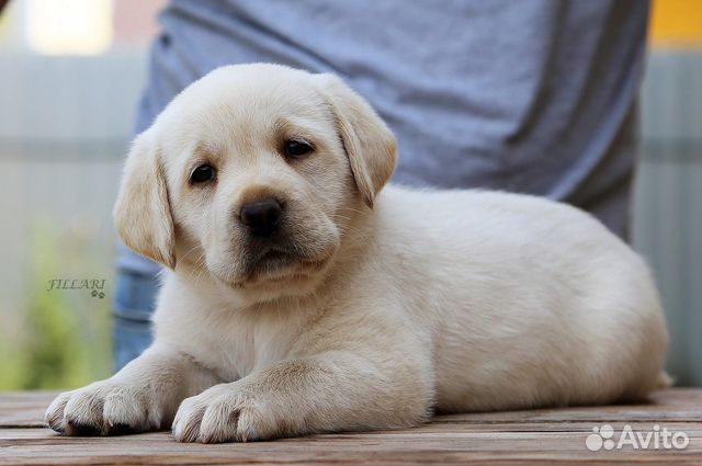 Лабрадор щенки (ркф)