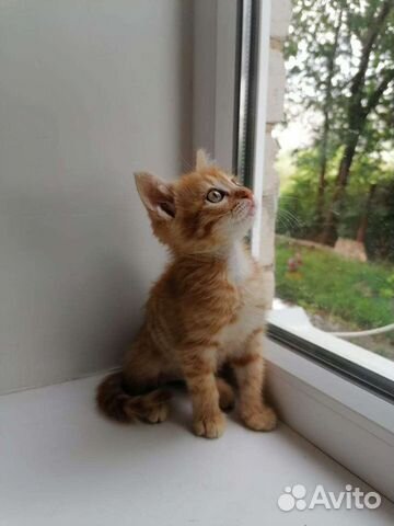 Кошка в дар бесплатно