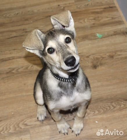 Щенок-мальчик в поисках хозяина