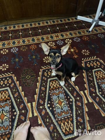 Чихуахуа помесь