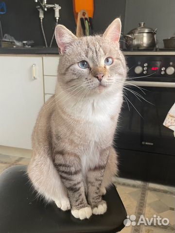 Шикарный кот Сеня