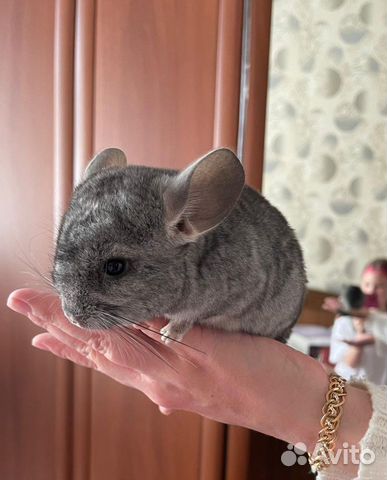 Шиншилла
