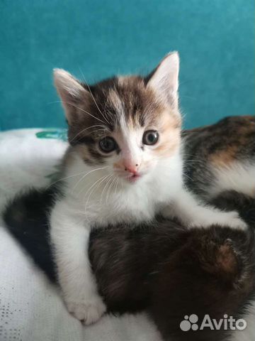 Кошки