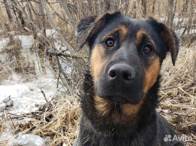 Щенок-подросток девочка Очаровашка