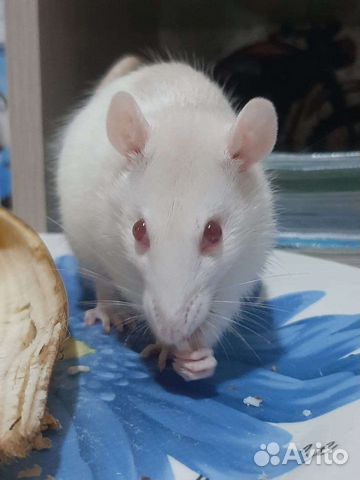 Крыски Дамбо в добрые руки