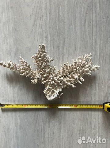 Кораллы натуральные для аквариума