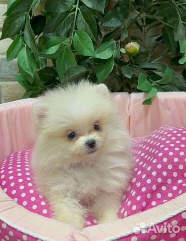 Померанский шпиц мини щеночки