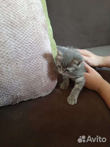Кошка в дар бесплатно папа шотландская вислоухая