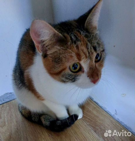 Трагедия молодой кошки и старого дедушки