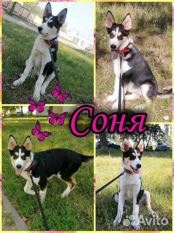 Сибирский хаски бесплатно