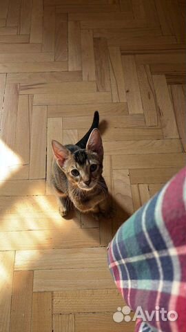 Абиссинские котята бесплатно