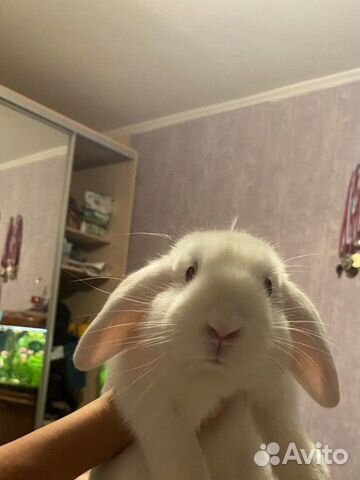 Кролик вислоухий