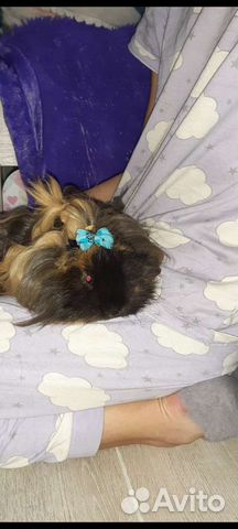 Морская свинка лункария