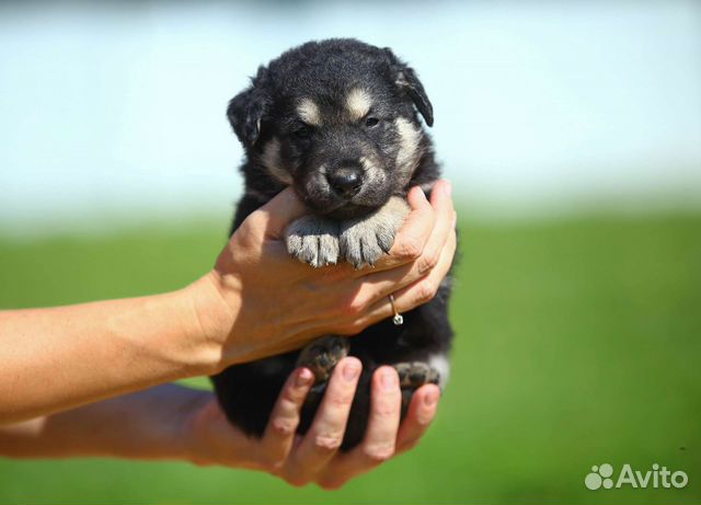 Кроха Вольт в поисках дома