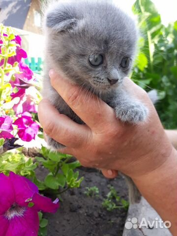 Британские котята