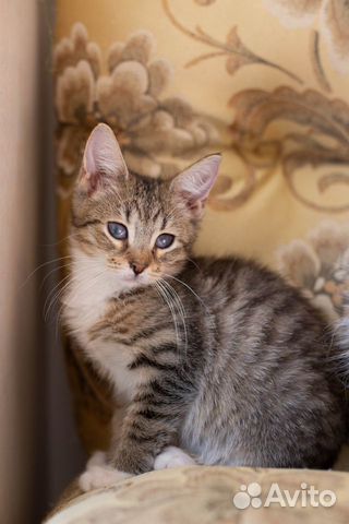Особенный котеночек (девочка) в добрые руки