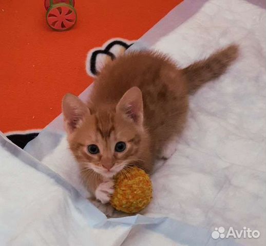 Котят выбросили на улицу с мамой