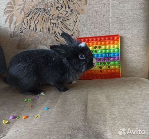 Декоративные кролики