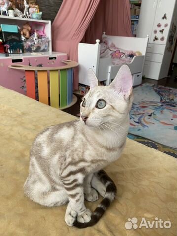 Бенгальская Кошка