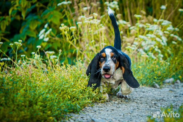 Щенок Бассет хаунда