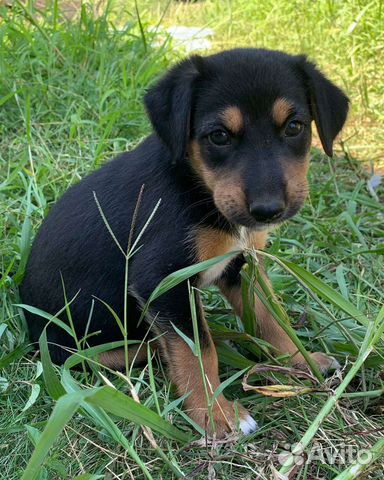 Щенки похожи на Ягдтерьера ищут дом