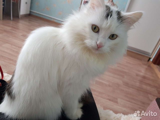 Сибирская кошка бесплатно