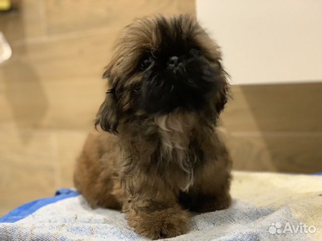 Щенки ши-тцу мини