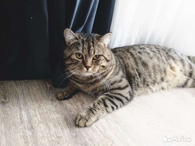 Шотландский кот. Вязка