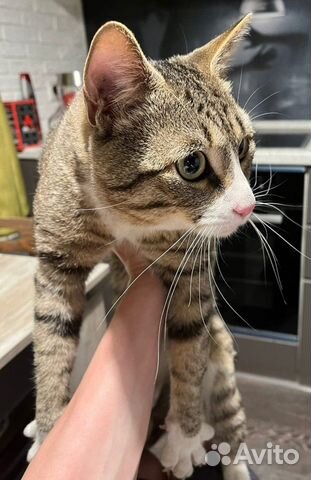 Котик в добрые руки