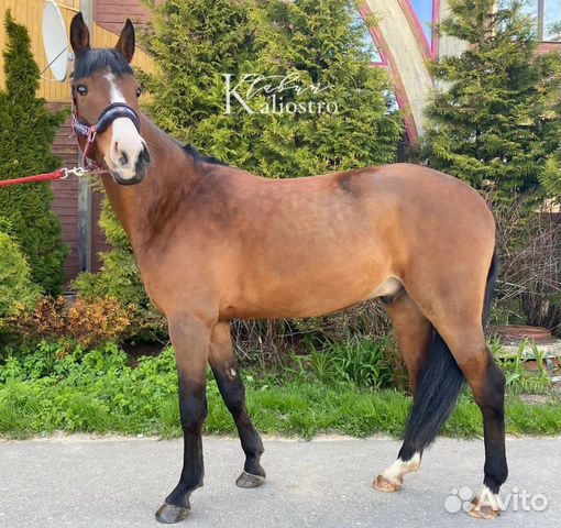 Лошадь детская