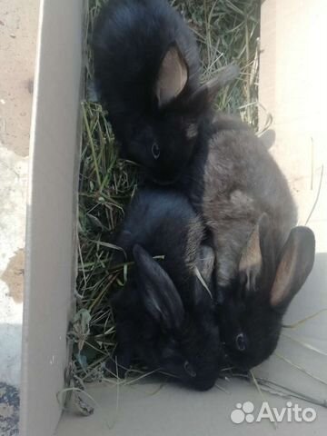 Кролики Серебро и Немецкий пестрый великан