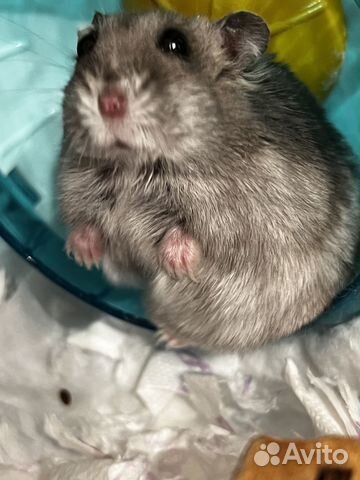 Джунгарский хомяк, девочка,продаю вместе с клеткой