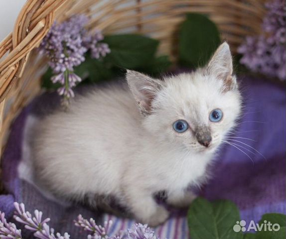 Голубоглазый котенок Пряник 3 месяца в дар