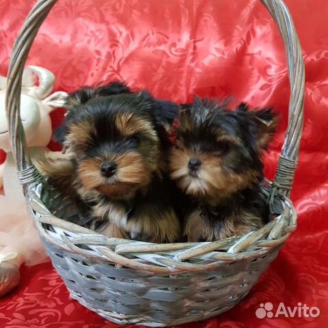 Маленькие куклята йорка