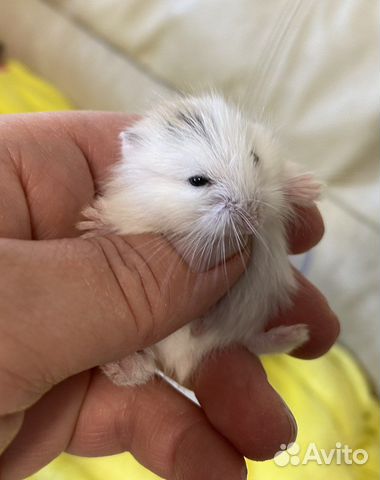 Хомячата Роборовского