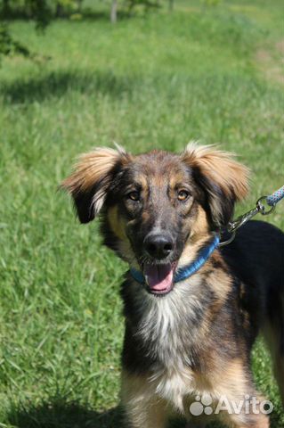 Знаю, что непородистый, некрасивый и немодный