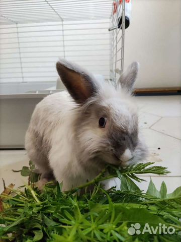 Декоративные кролики