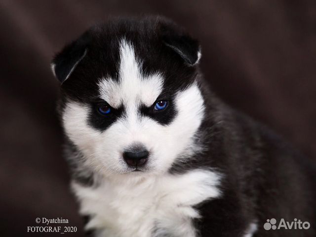 Бомбические детки