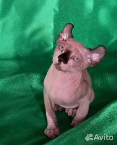 Котята и молодые кошечки эльфы и канадский сфинкс