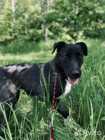 Песик в дар