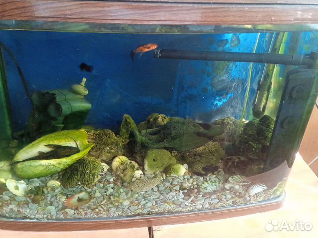Аквариум с рыбками