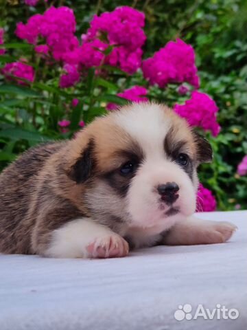 Щеночки коржики девочки