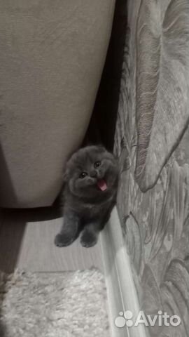 Кошки шотландцы