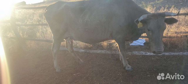Корова дойная