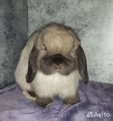 Сиамская девочка минилоп