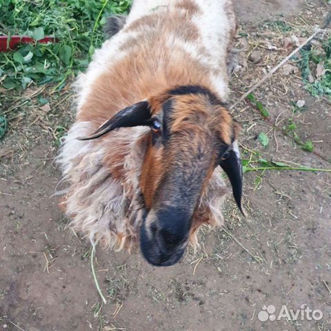 Овца курдючная